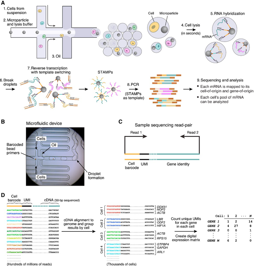 drop-seq单细胞转录组测序_上海传釜生物技术有限公司